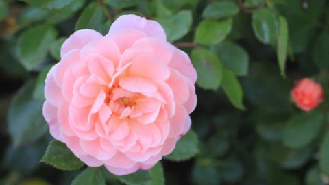 【我的花园】Costco网购的裸根月季评测