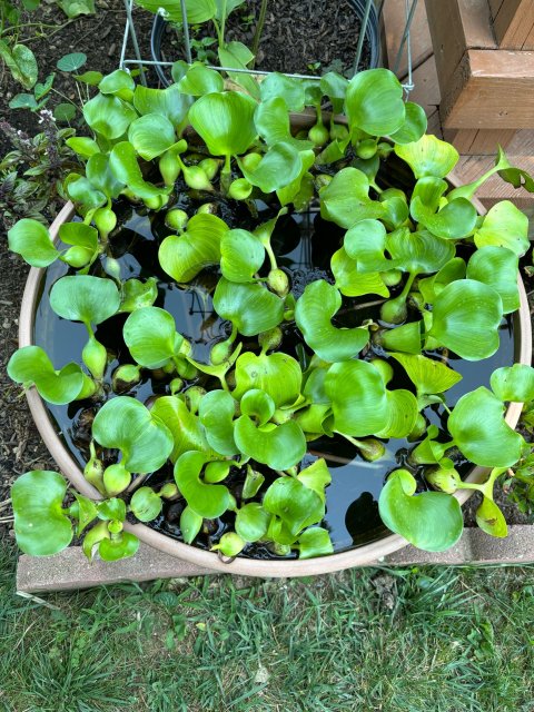 水葫芦 | 社区精选