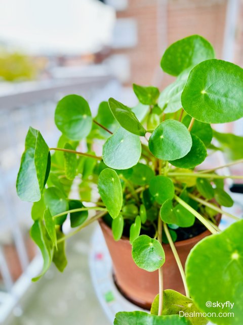 阳春三月培绿植好时节 | 社区精选