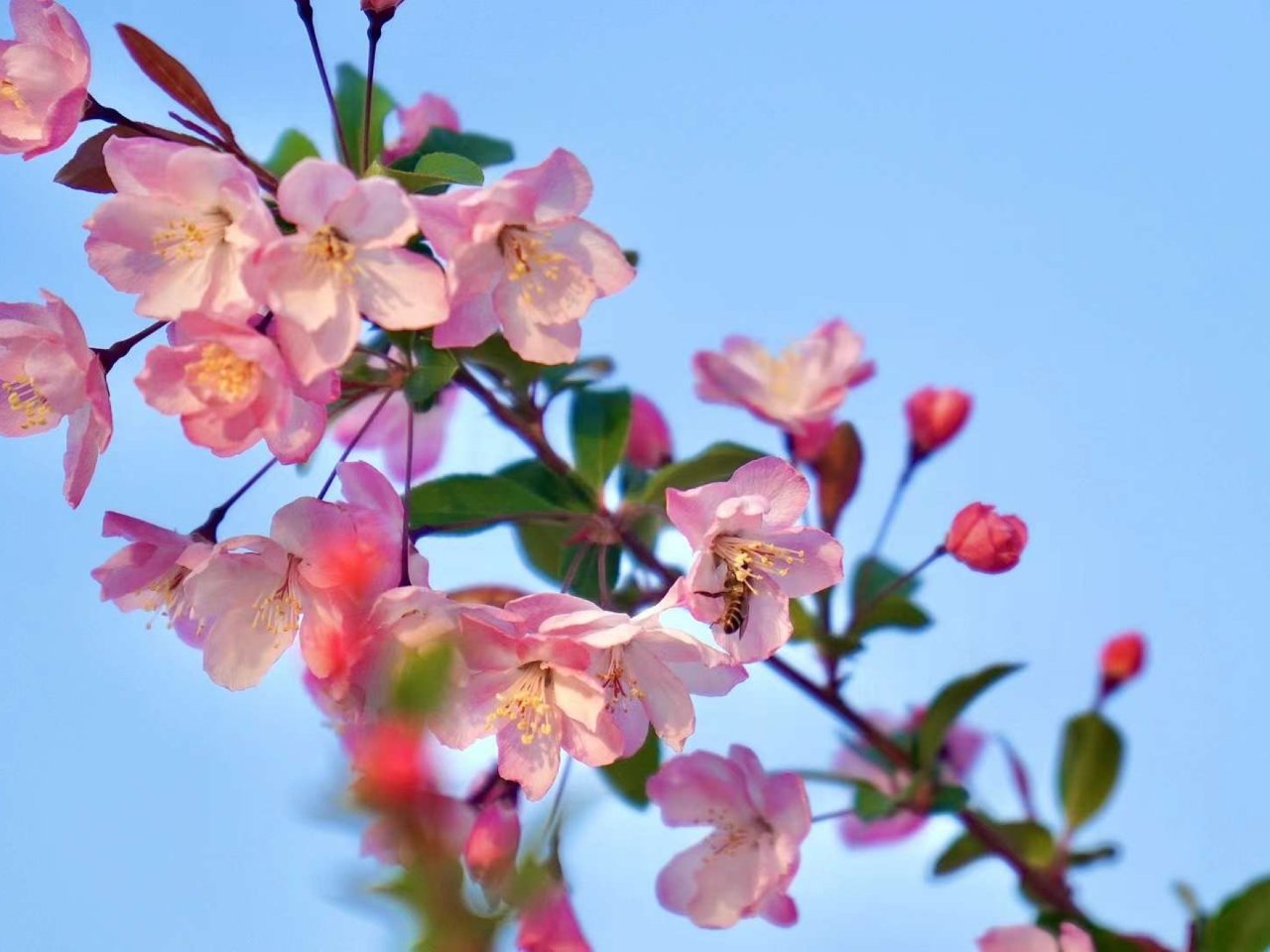 春暖樱花开 | 社区精选