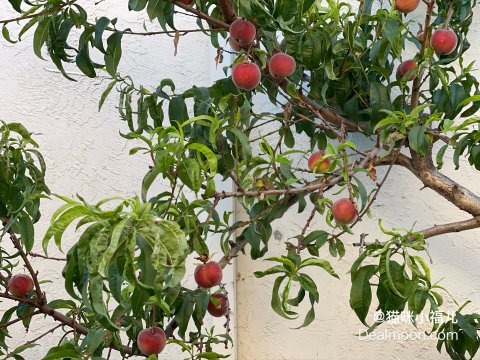 清秋的小喵的笔记 | 社区精选