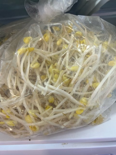 豆芽 | 社区精选