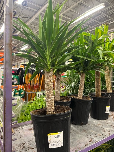 Nancy073的笔记 | 社区精选