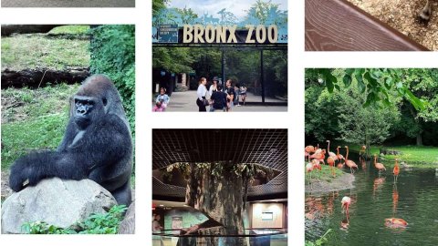 【NYC Bronx Zoo免费畅游】 玩什么怎么玩 | 全方位保姆攻略